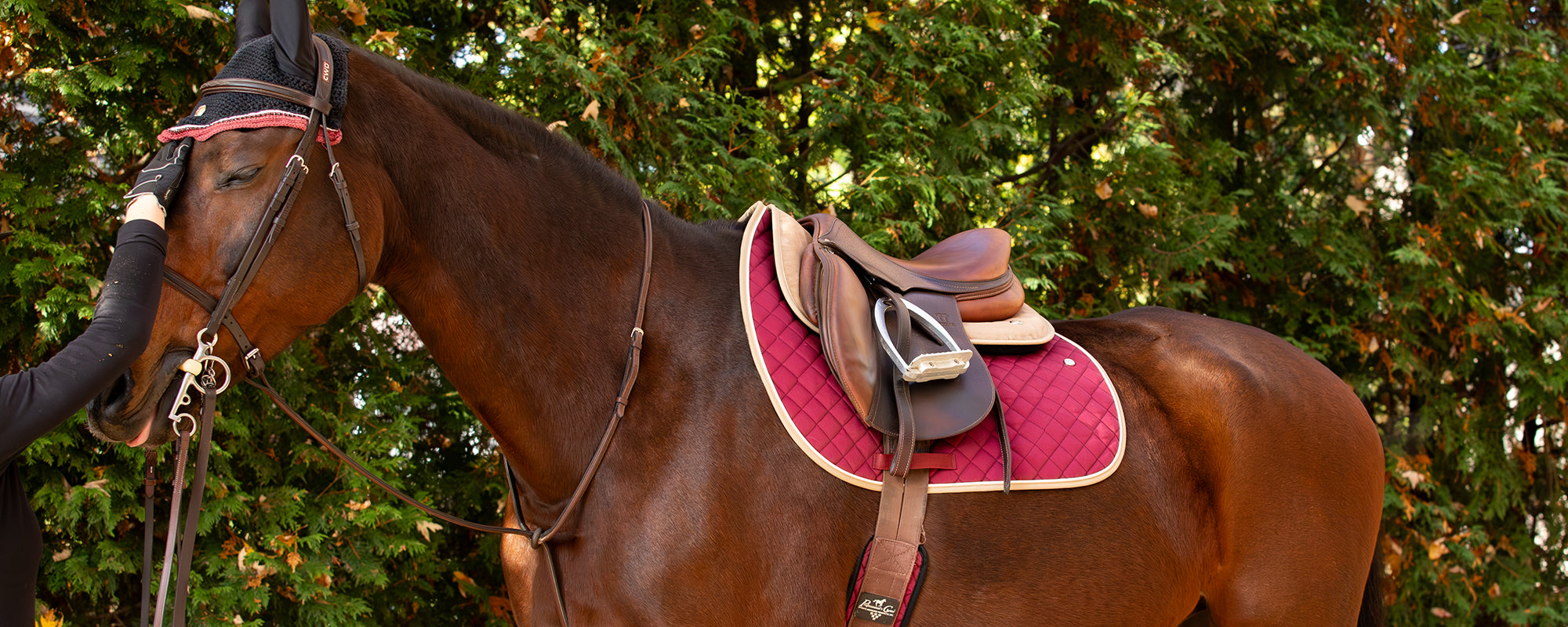 Ogilvy Equestrian